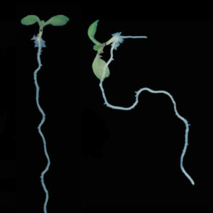 ISTA | When plant roots learned to follow gravity