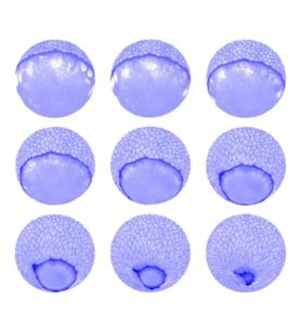 ISTA | Eine zusätzliche Dimension in der Gastrulation