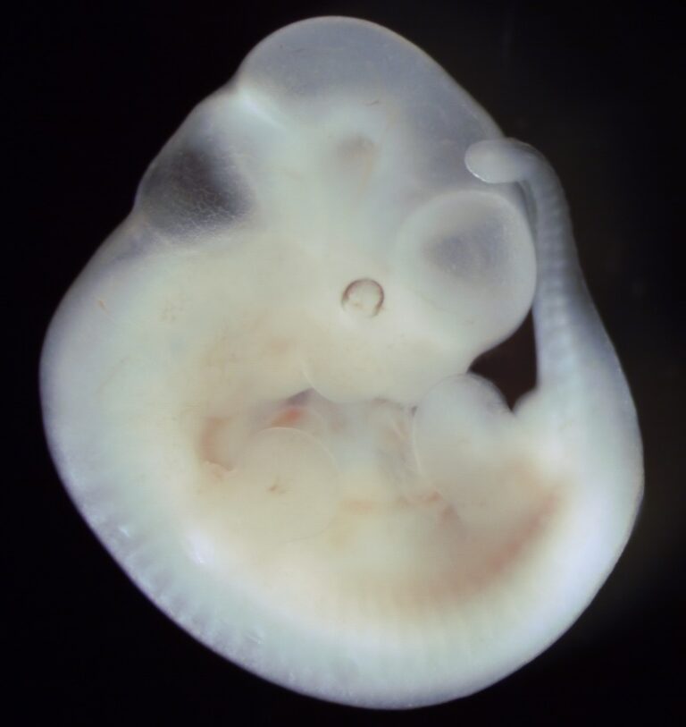 ISTA | The Embryo Assembles Itself